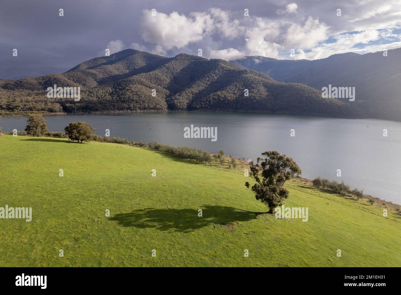 Side-lit tree in a green field with lake, mountains and storm clouds ...