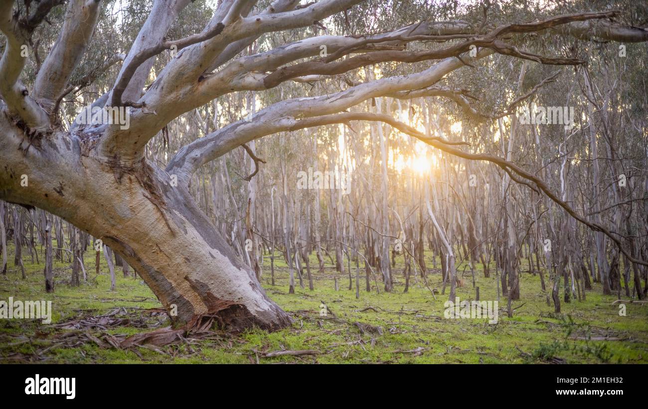 Australian bush scene sun hi-res stock photography and images - Alamy