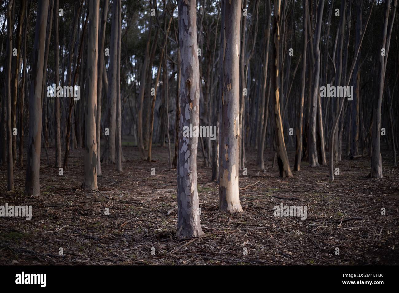 Australian eucalyptus forest woodland hi-res stock photography and ...