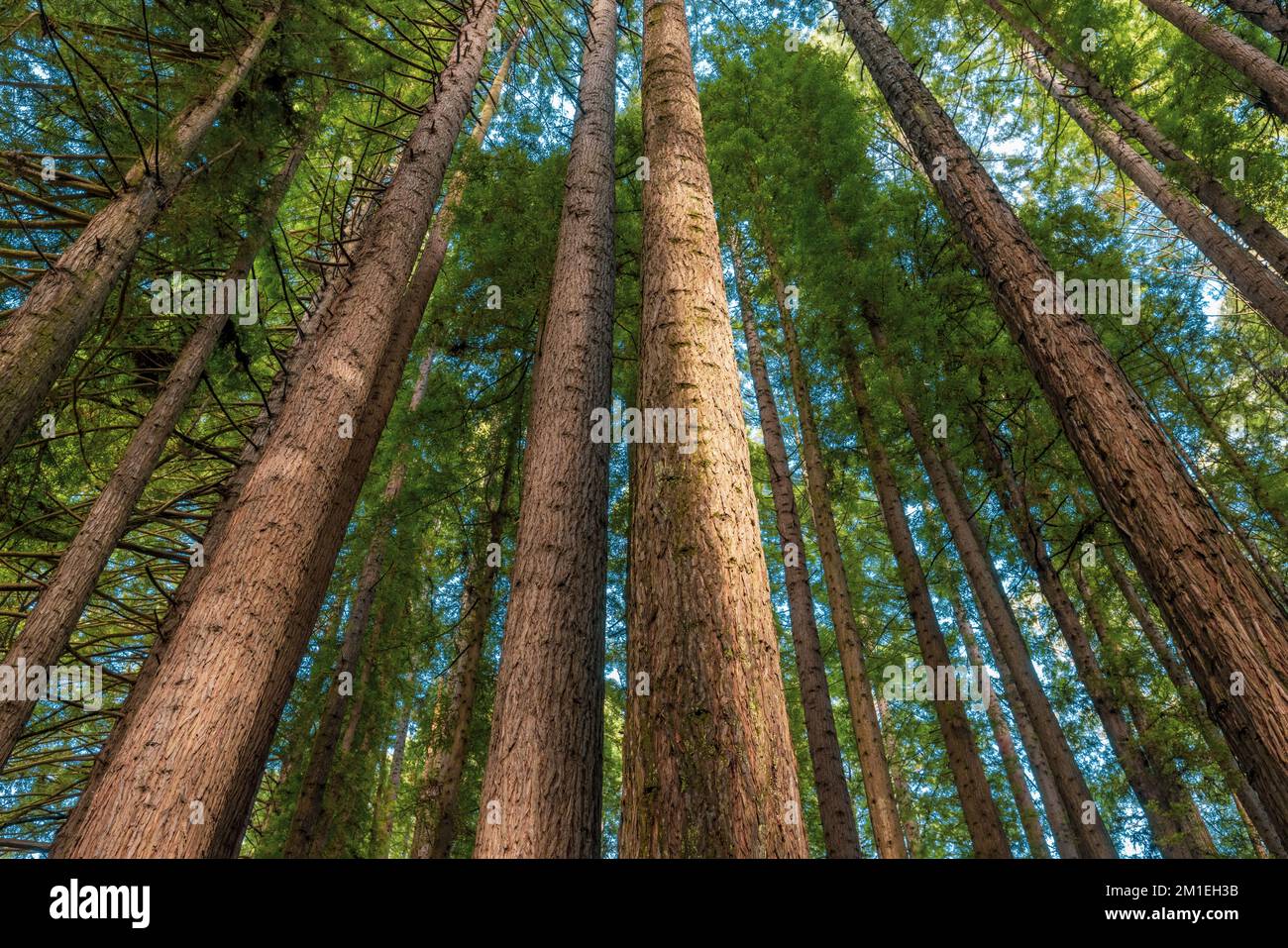 Wide view of Sequoia California Redwood tree trunks looking up to ...