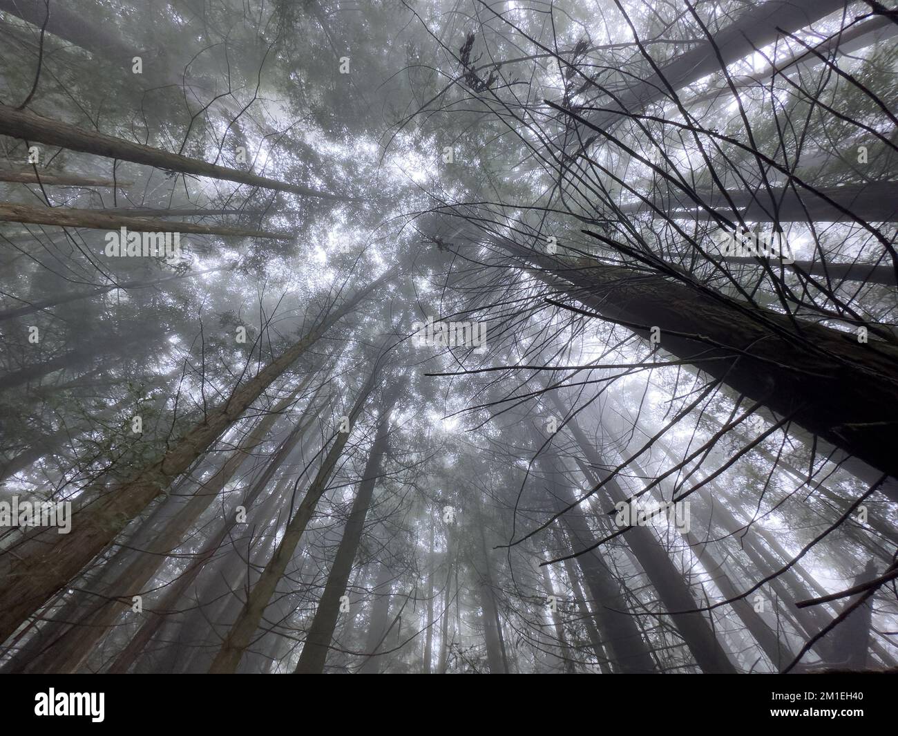 Tall, misty forest looking up through fog to the tree canopy Stock ...