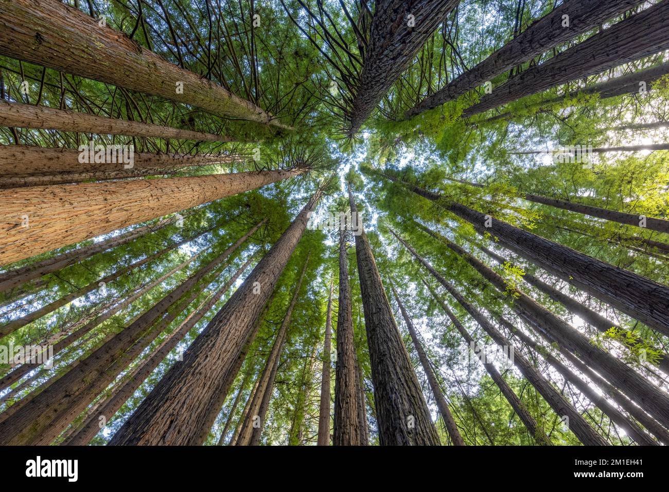Textures of trunks of tall Sequoia California Redwood trees looking up to the canopy Stock Photo ...