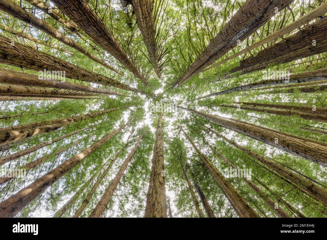 Wide view of tall Sequoia California Redwood trees looking up to the ...