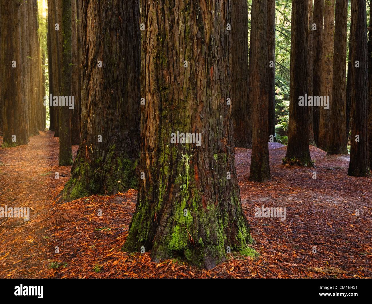 Sequoia California Redwood tree trunks with moss and atmospheric ...
