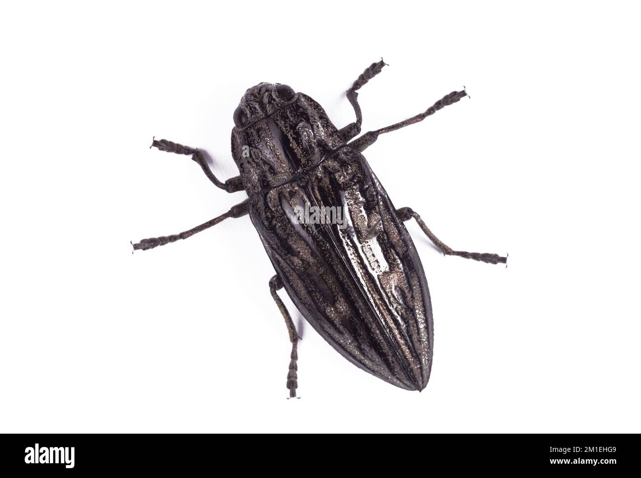Beetle Flatheaded pine borer, Chalcophora mariana, isolated on a white ...