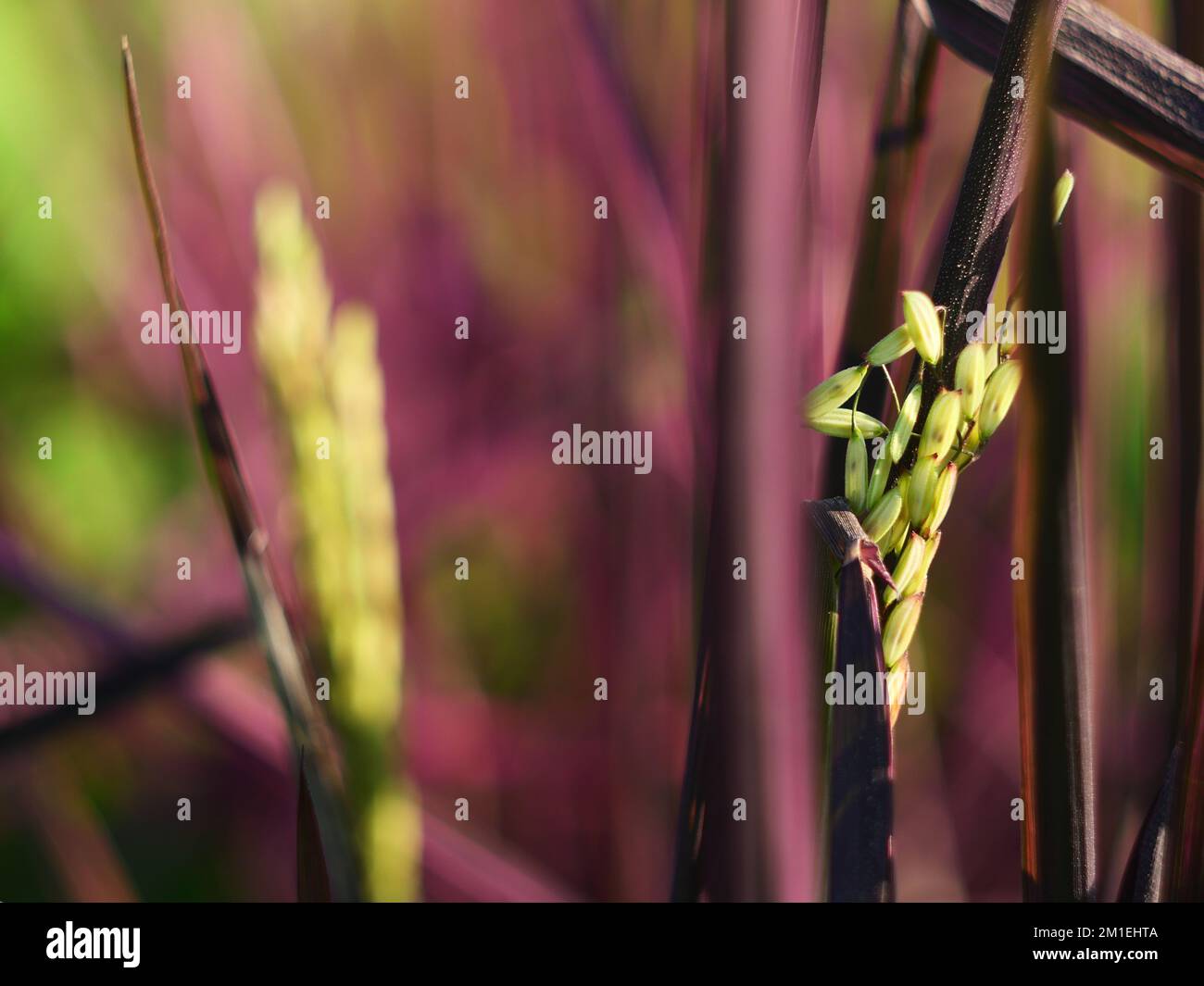 Close up beautiful rice plants hi-res stock photography and images - Alamy