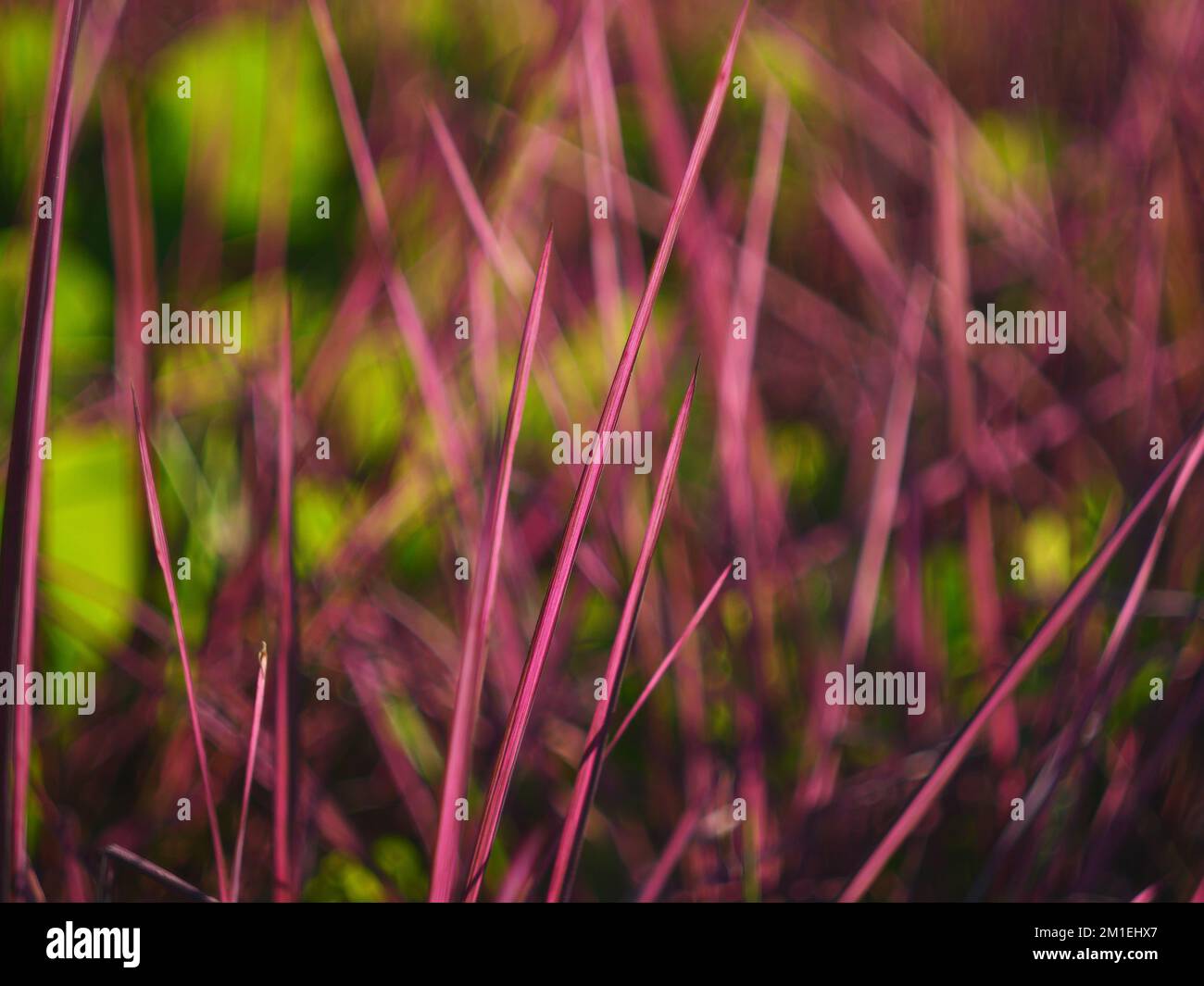 Close-up Pink Lady Rice plants new species food plants in Thailand and ...
