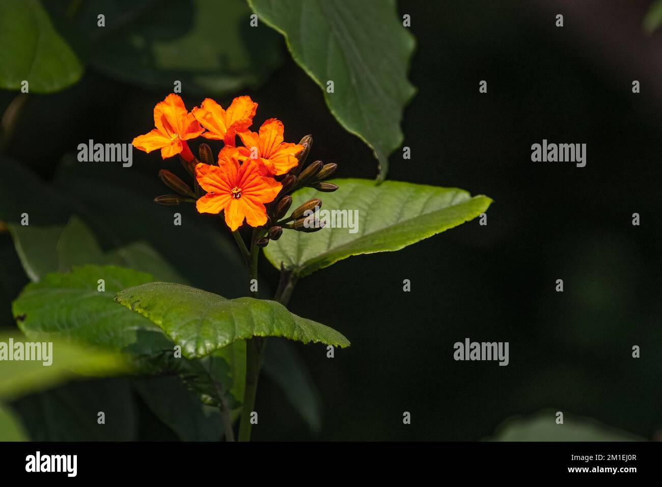 Cordia sebestena boraginaceae hi-res stock photography and images - Alamy