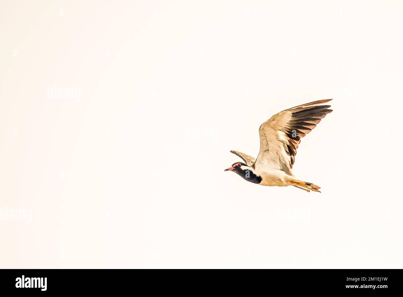 The red-wattled lapwing, Vanellus indicus flying in the sky Stock Photo ...