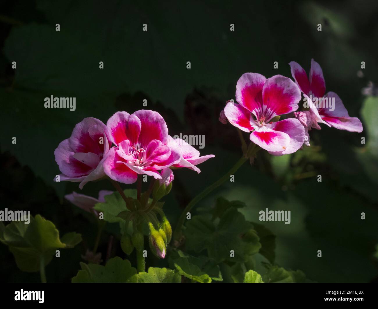 A closeup shot of a Regal pelargonium flower in a shady garden ...