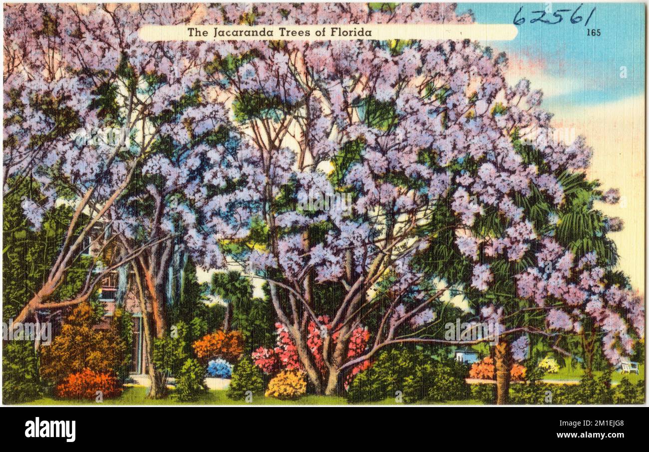 The jacaranda trees of Florida , Tichnor Brothers Collection, postcards ...