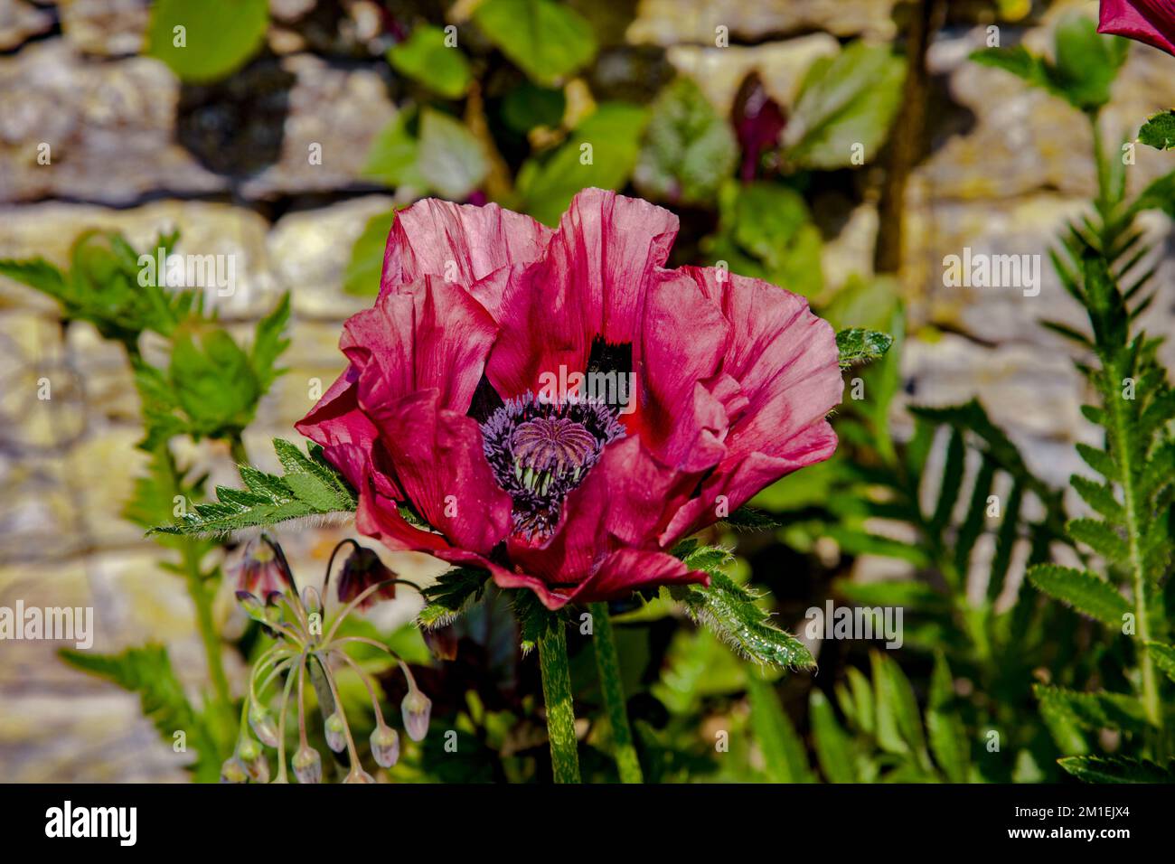 Poppy patty's plum hi-res stock photography and images - Alamy