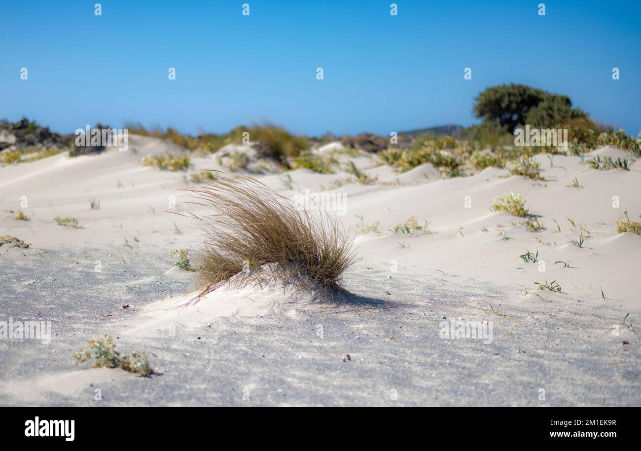 A landscape view of the sand dunes and weeds in Elafonisi Beach, Crete ...