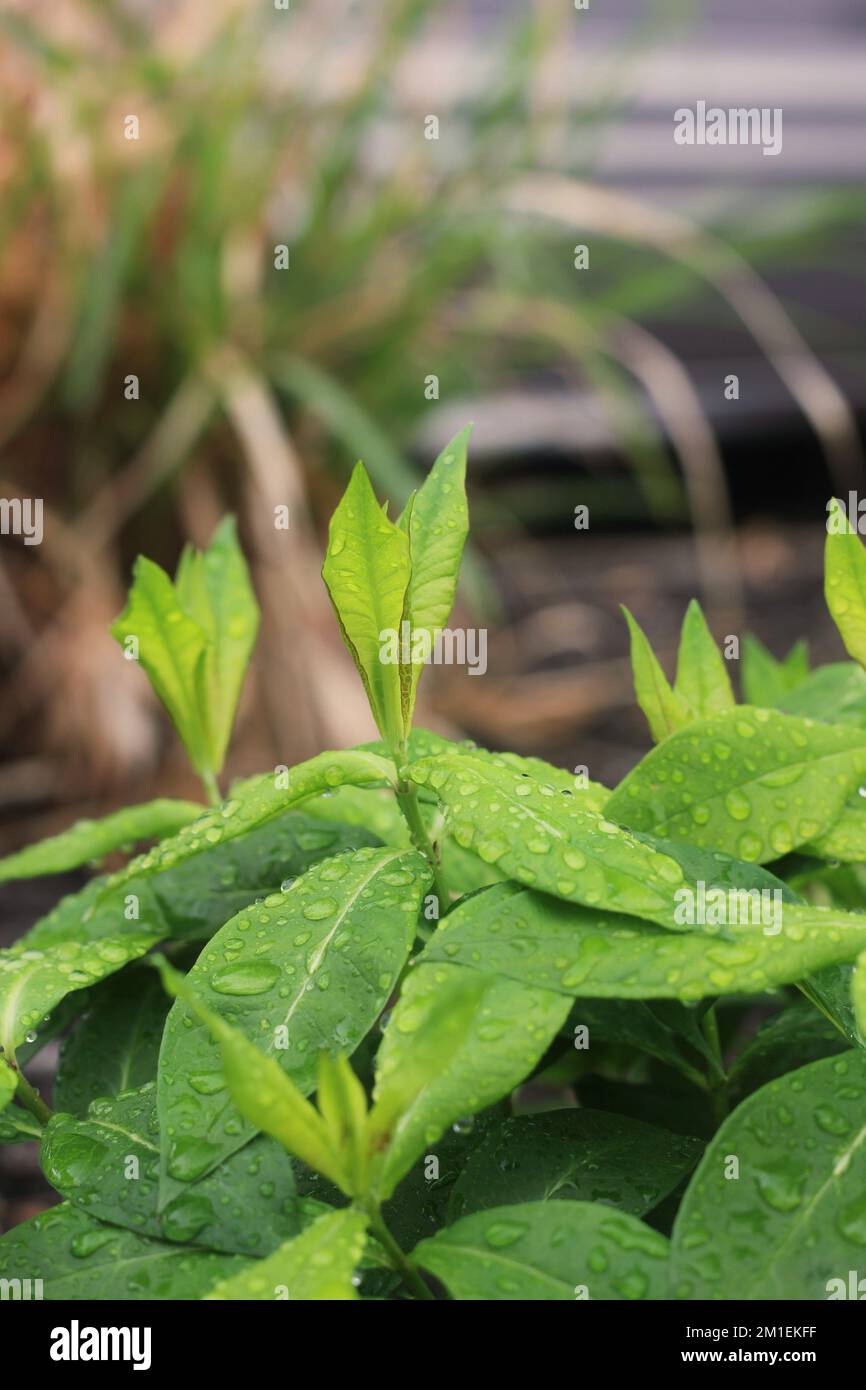 Leafy summer green plants growing in the morning fields Stock Photo - Alamy