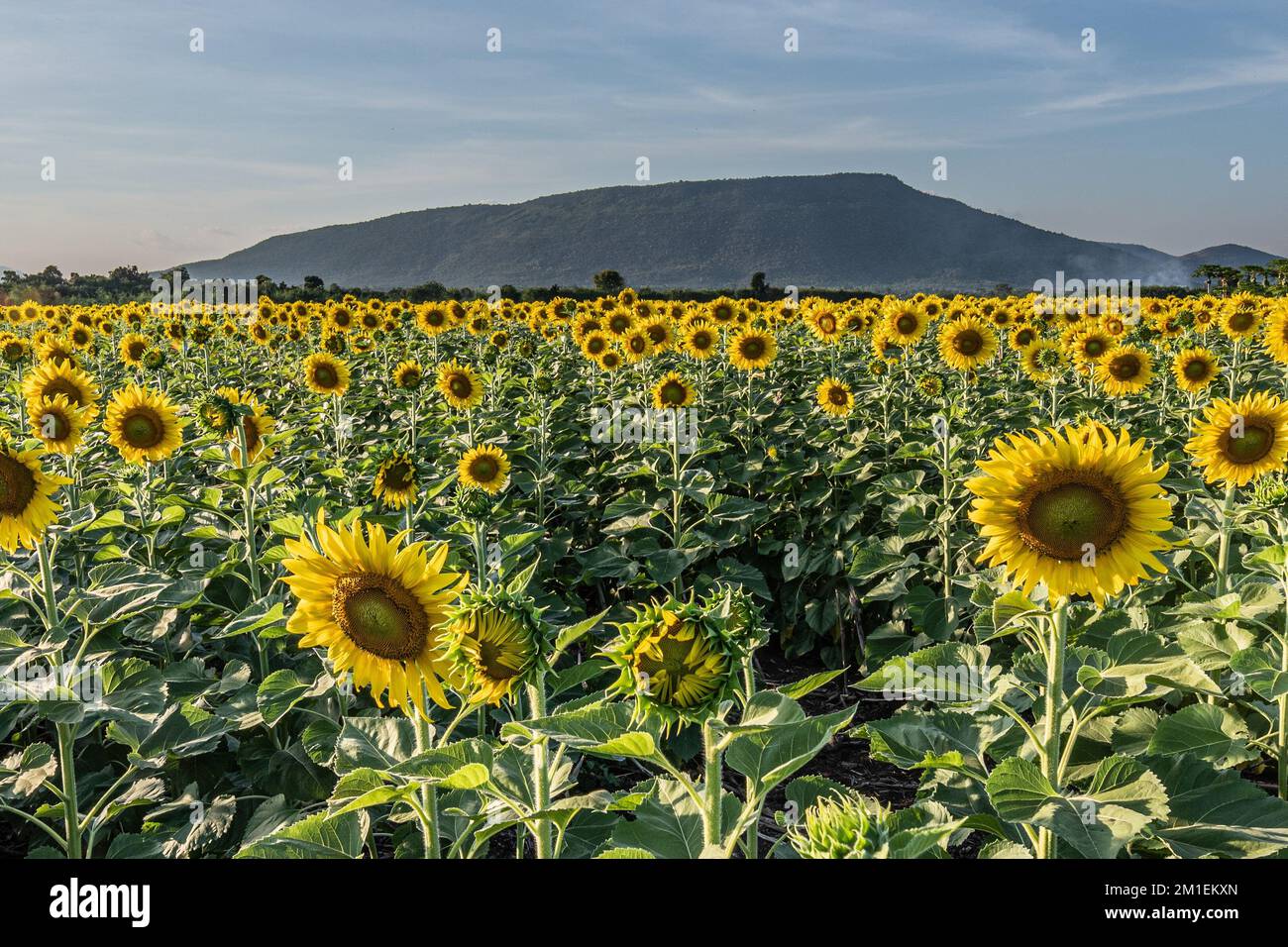 A field of sunflowers in full bloom with a hill in the distance Stock ...