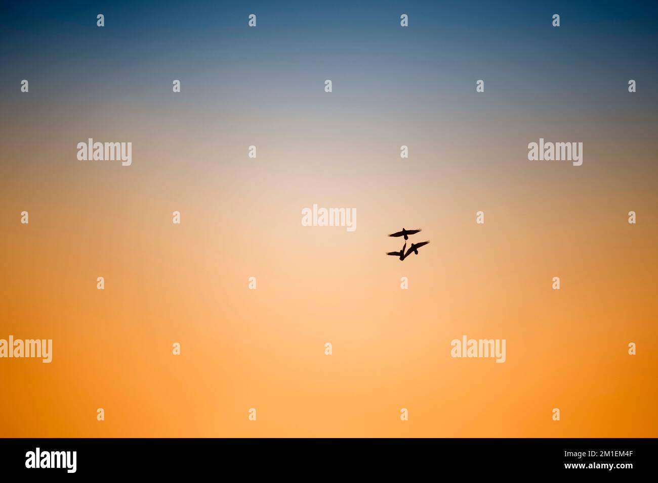 Three birds flying hi-res stock photography and images - Alamy