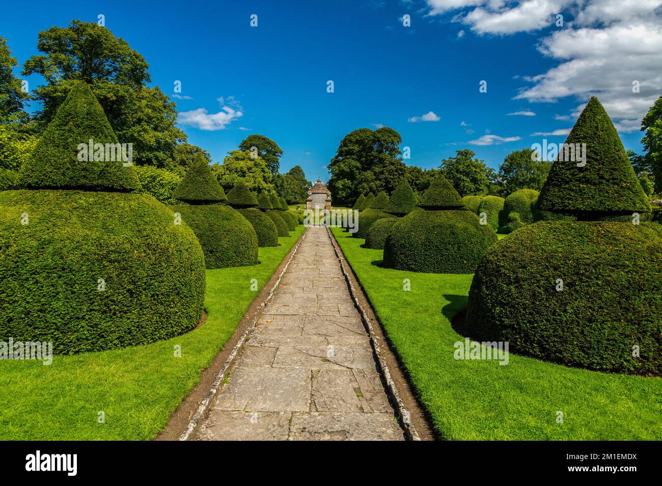 Two rows of yew tree topiary known as the 12 Apostles at Lytes Cary ...