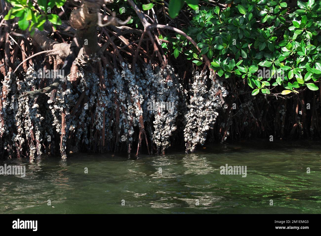 Mangroves jungle of Casamance, Ziguinchor Region, Senegal, West Africa ...