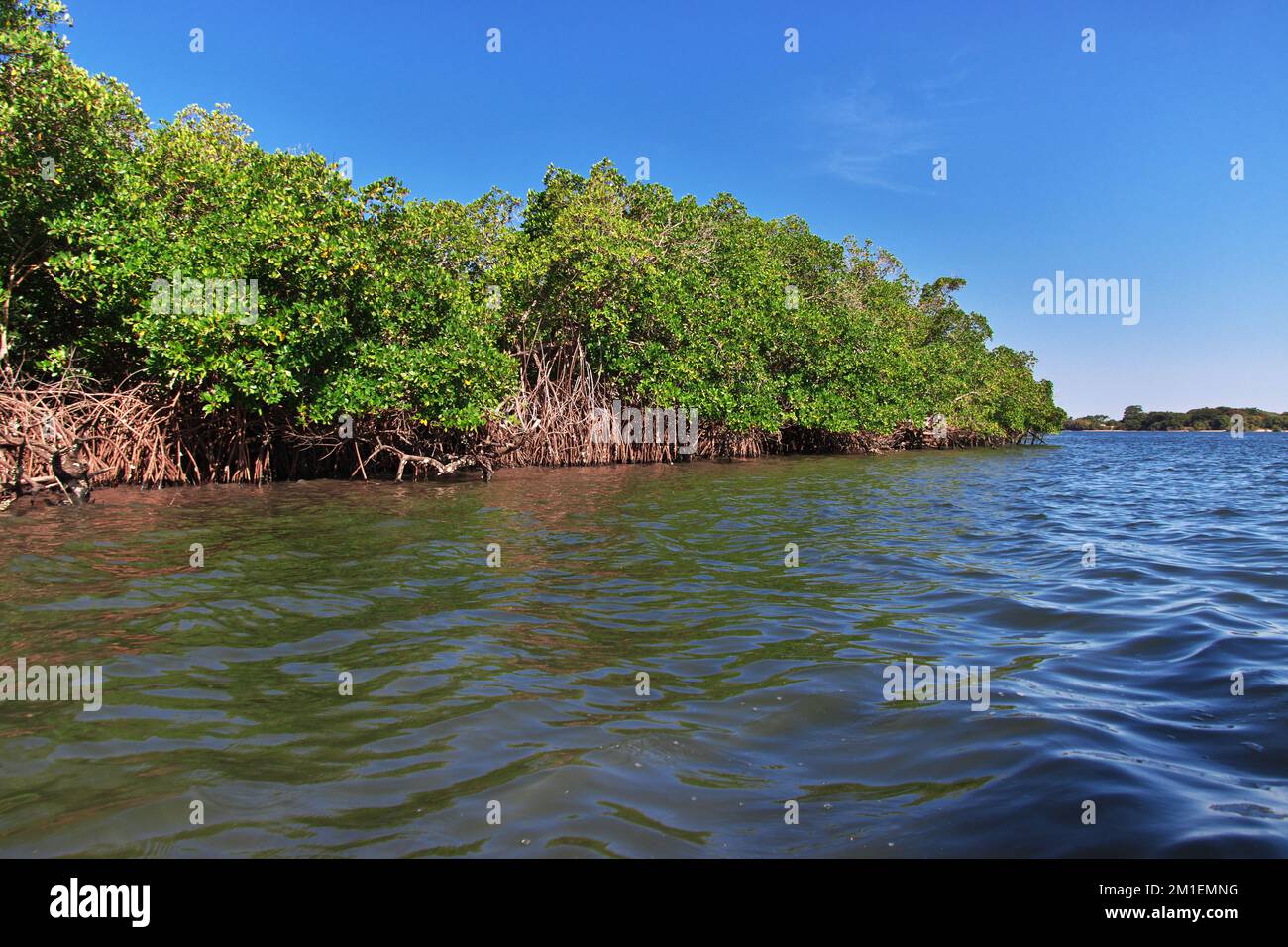 Mangroves jungle of Casamance, Ziguinchor Region, Senegal, West Africa ...