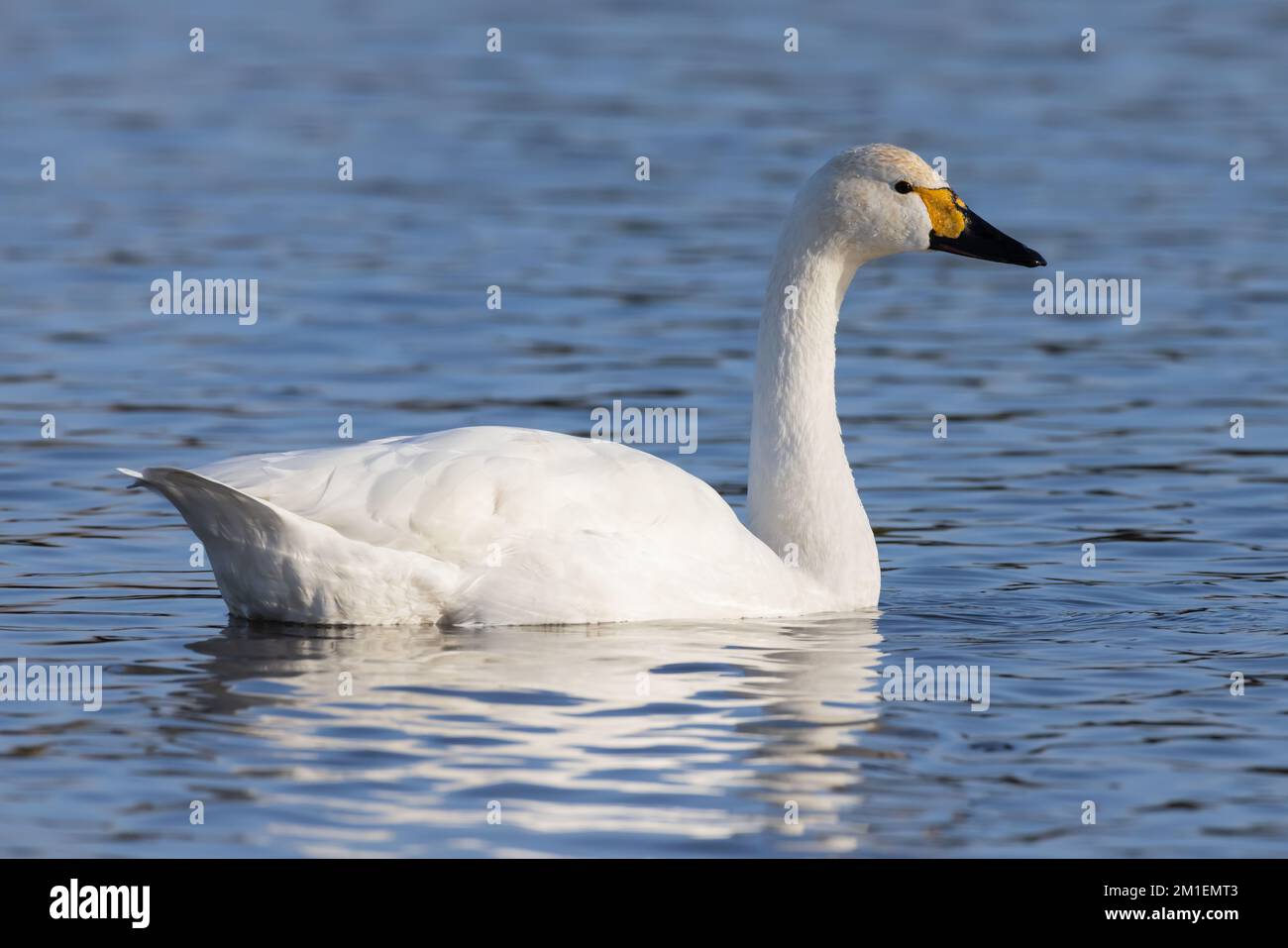 Swan on water hi-res stock photography and images - Alamy