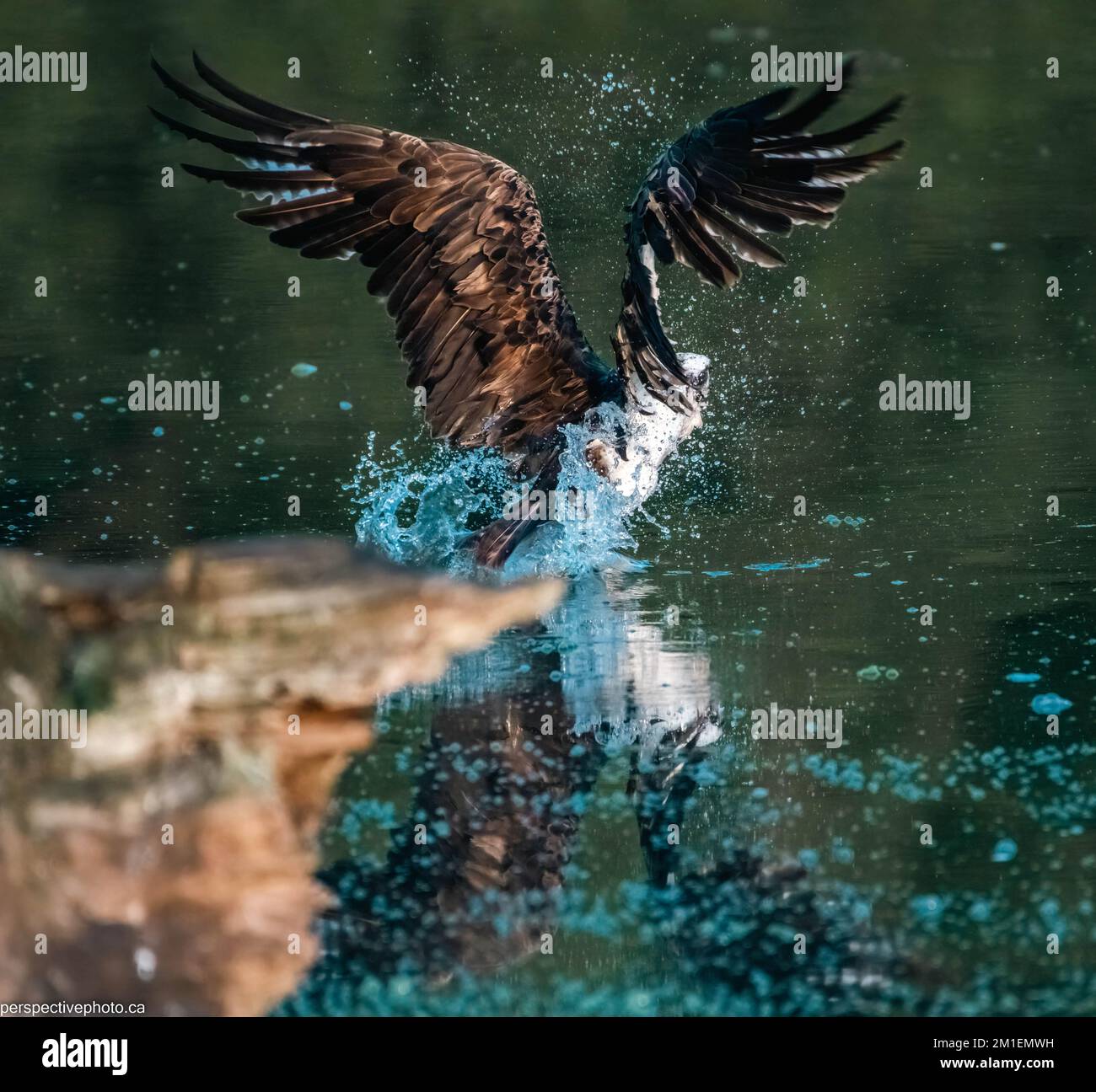 A closeup shot of an osprey hunting fish from the surface of the water ...