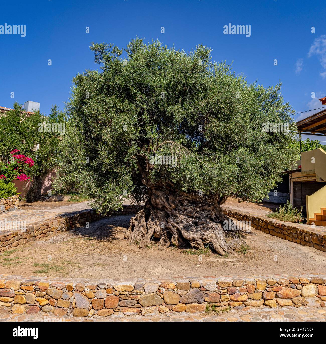 The ancient olive tree over 3000 years old in Crete island, Greece ...