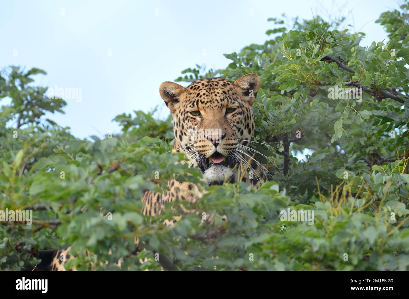Leopard in a Tree Stock Photo - Alamy