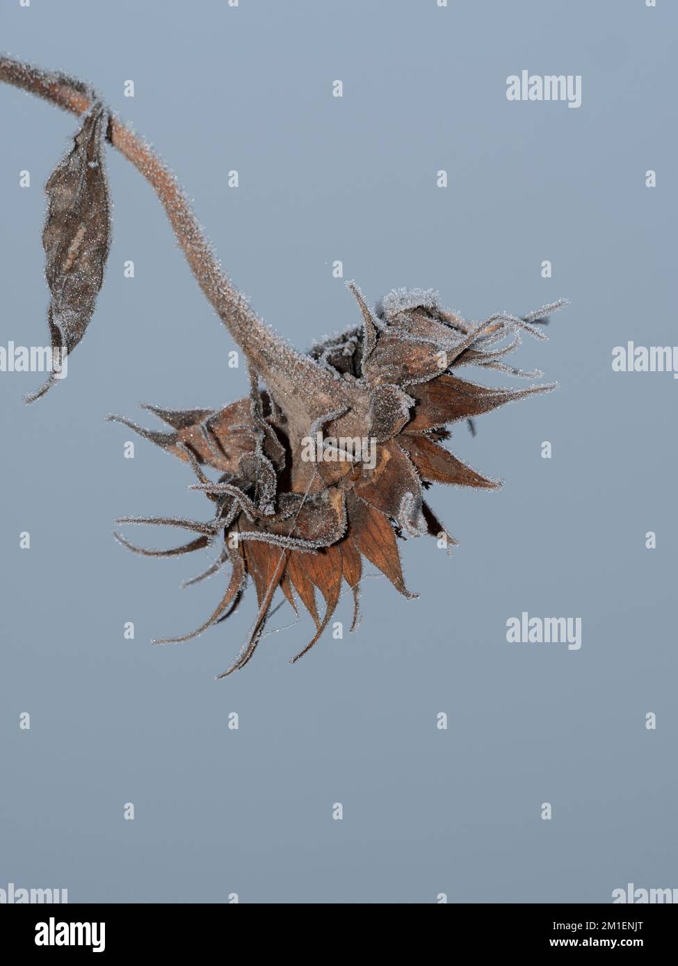 Frozen wilted sunflower hi-res stock photography and images - Alamy