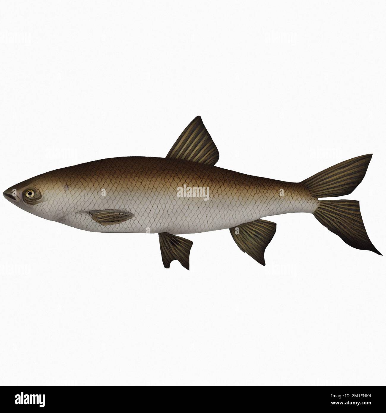 Marine animals art hi-res stock photography and images - Alamy