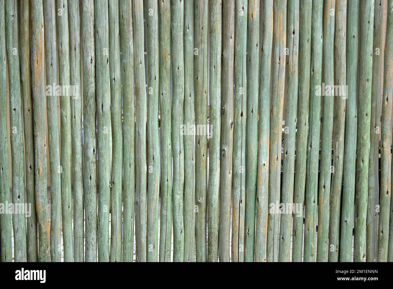 Treated green small wooden poles standing vertical to form a partition ...