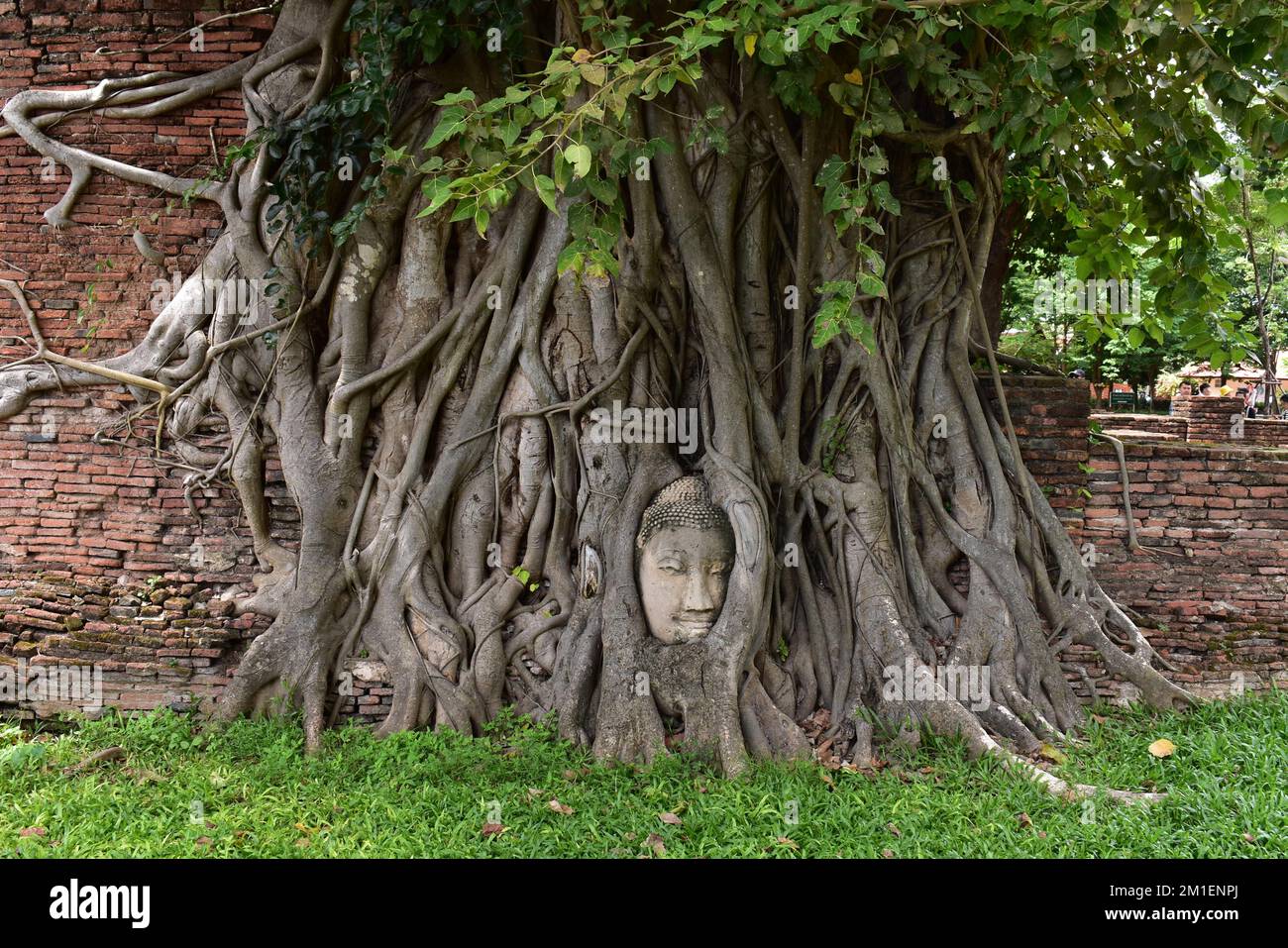 A view of the Lord Buddha's statue head sits on the growing banyan tree ...
