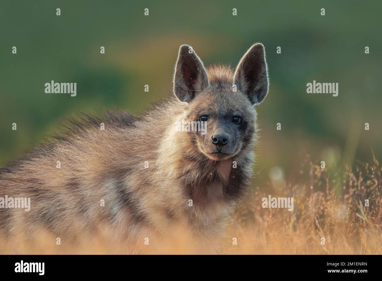 A selective focus view of a striped hyena in a field with tall grass ...