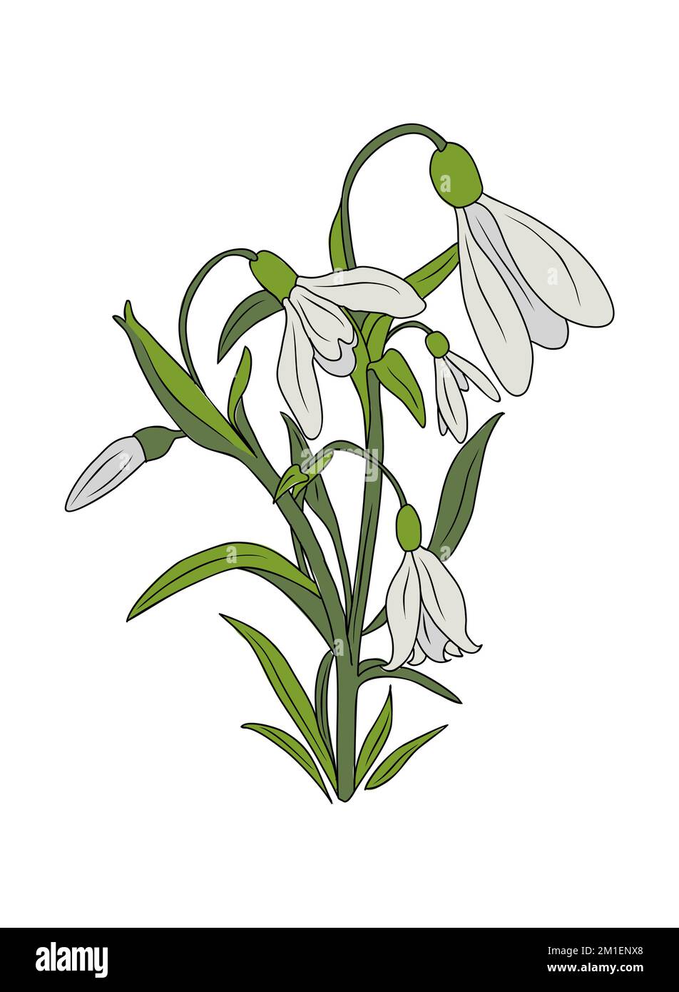 Botanical drawing of Snowdrop January birth month flower Stock Vector ...