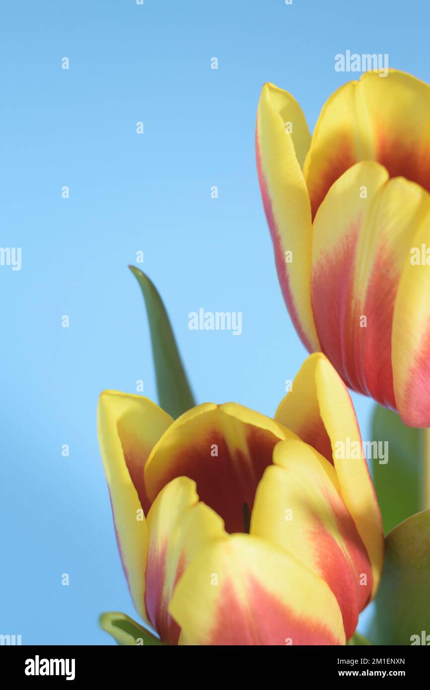 Yellow-red tulips in a light blur on a gradient blue background. card ...