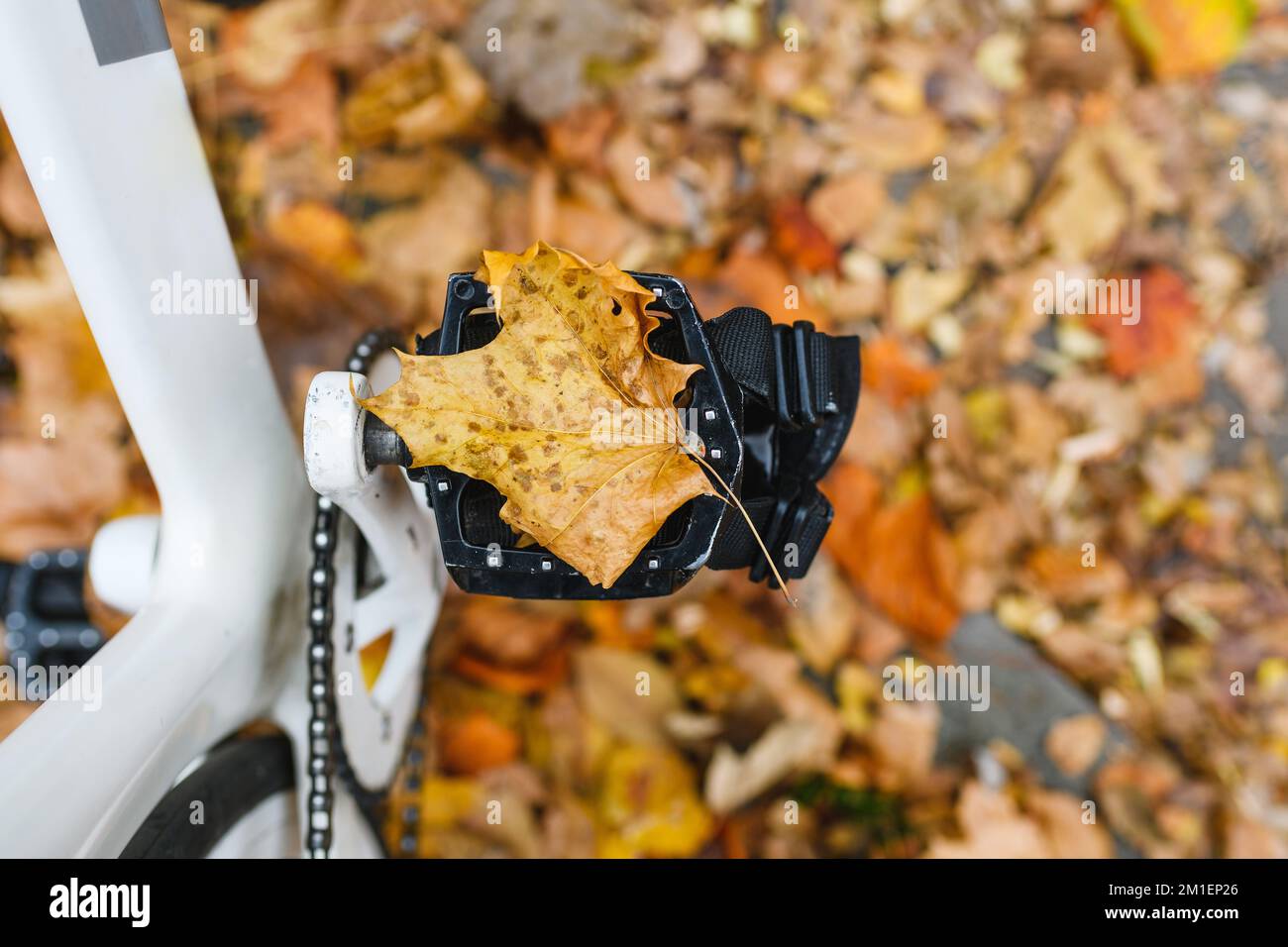 Pedal leaf hi-res stock photography and images - Alamy