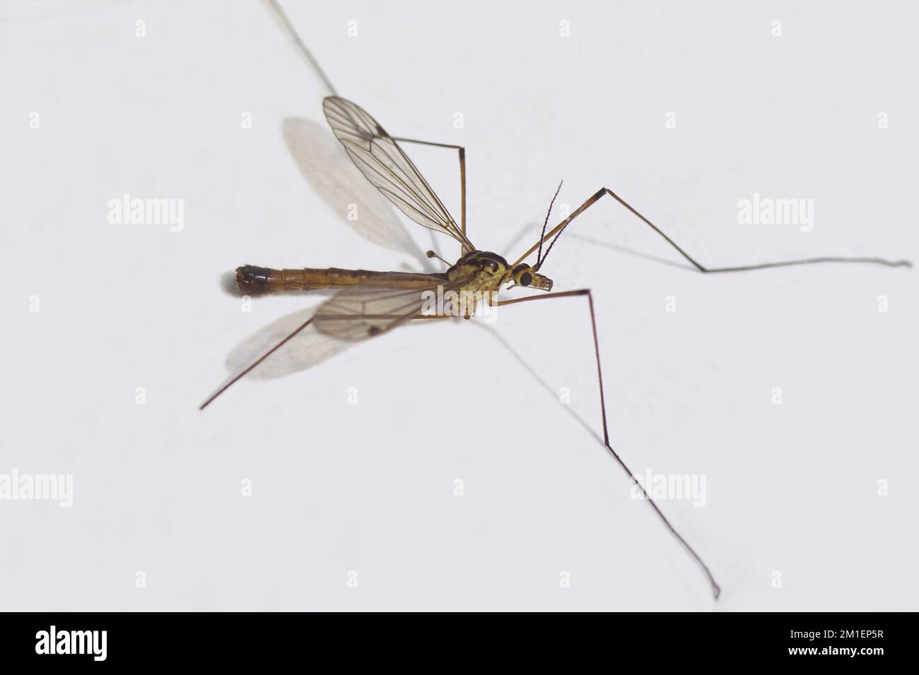 Male crane fly Nephrotoma cornicina. Family Crane flies (Tipulidae) on ...