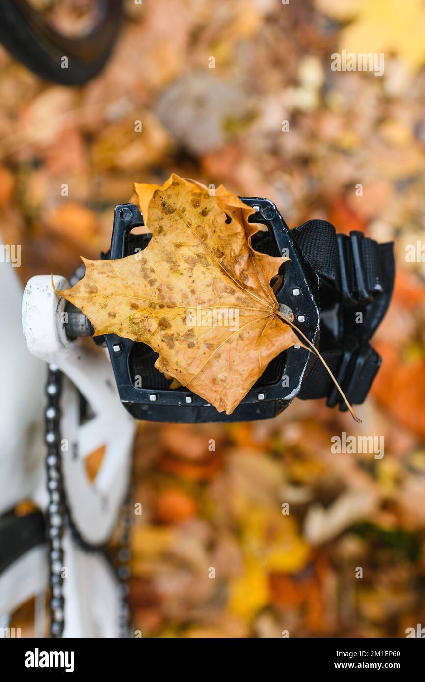 Autumn leaf at bicycle pedal close up, romantic fall rides, active ...