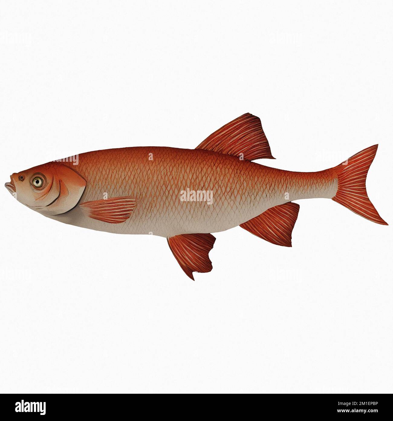 Brown Vintage Fish Variant 2 Digital Art By Winters860 Isolated ...