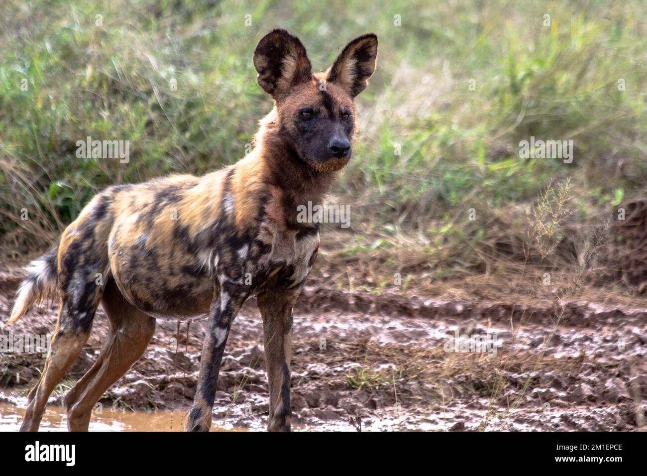 Do African Wild Dogs Have Predators