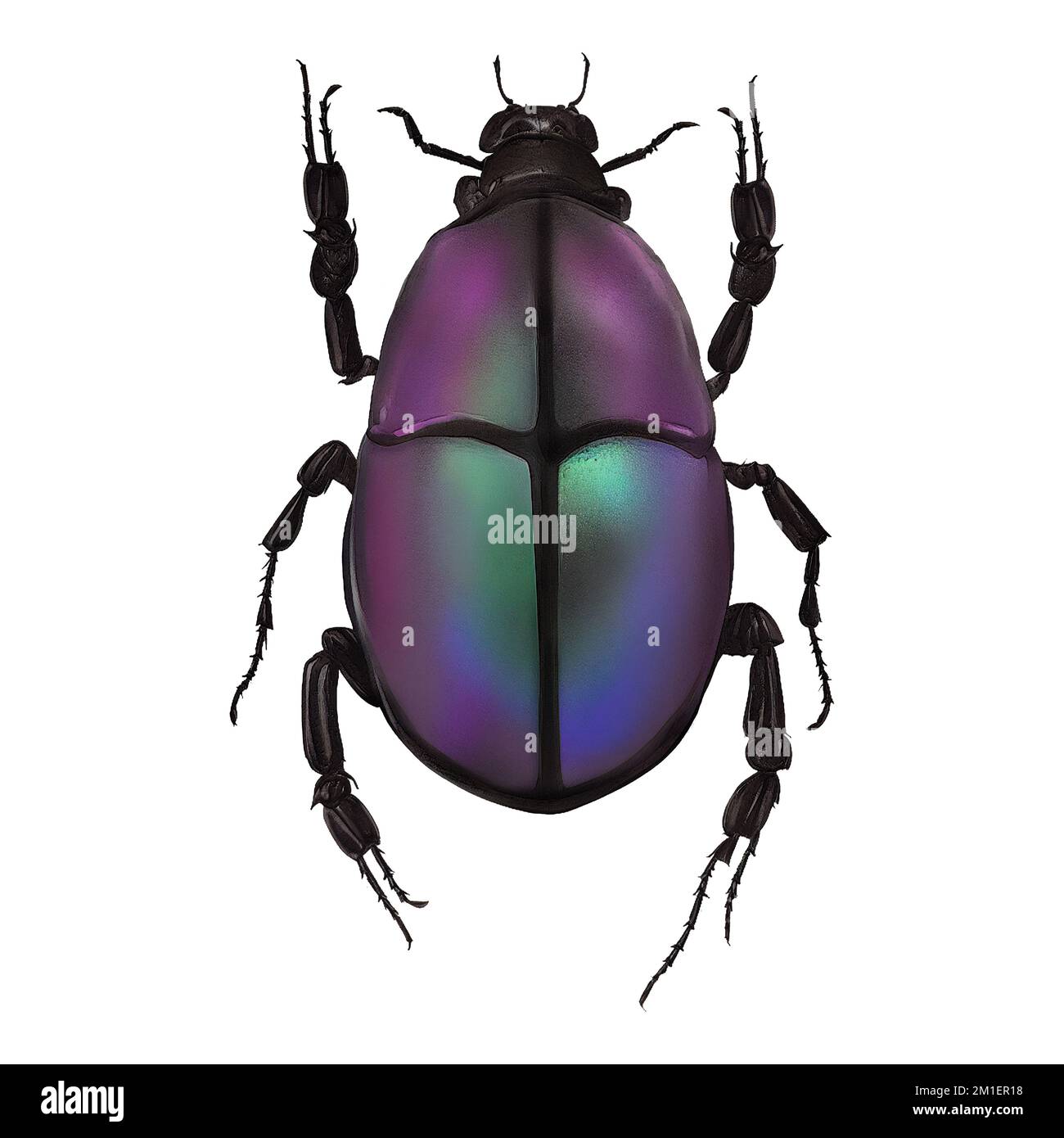 Beetle Insect Arthropod Digital Art By Winters860 Isolated, Background ...