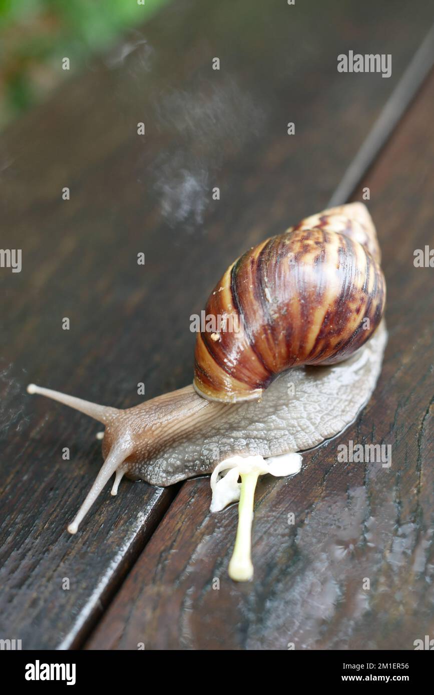 Small wild snail walking on hi-res stock photography and images - Alamy