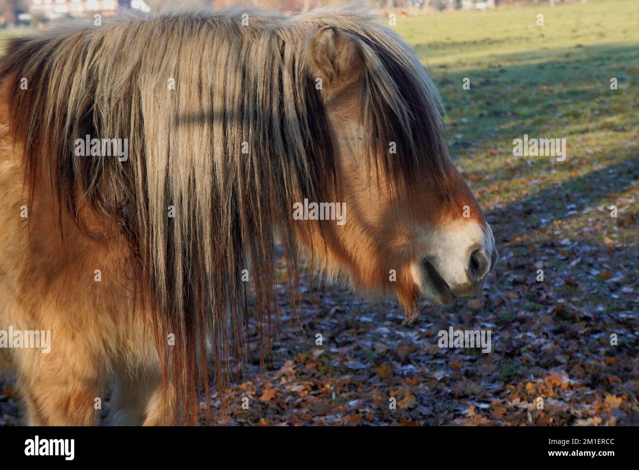 Pferd foto hi-res stock photography and images - Alamy