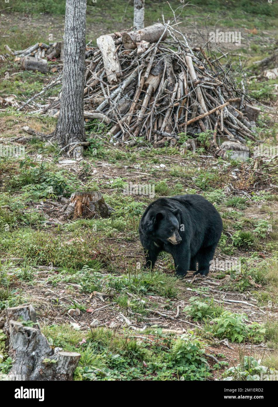 Wild Black Bear walks in forests of Acadieville National Park, New ...