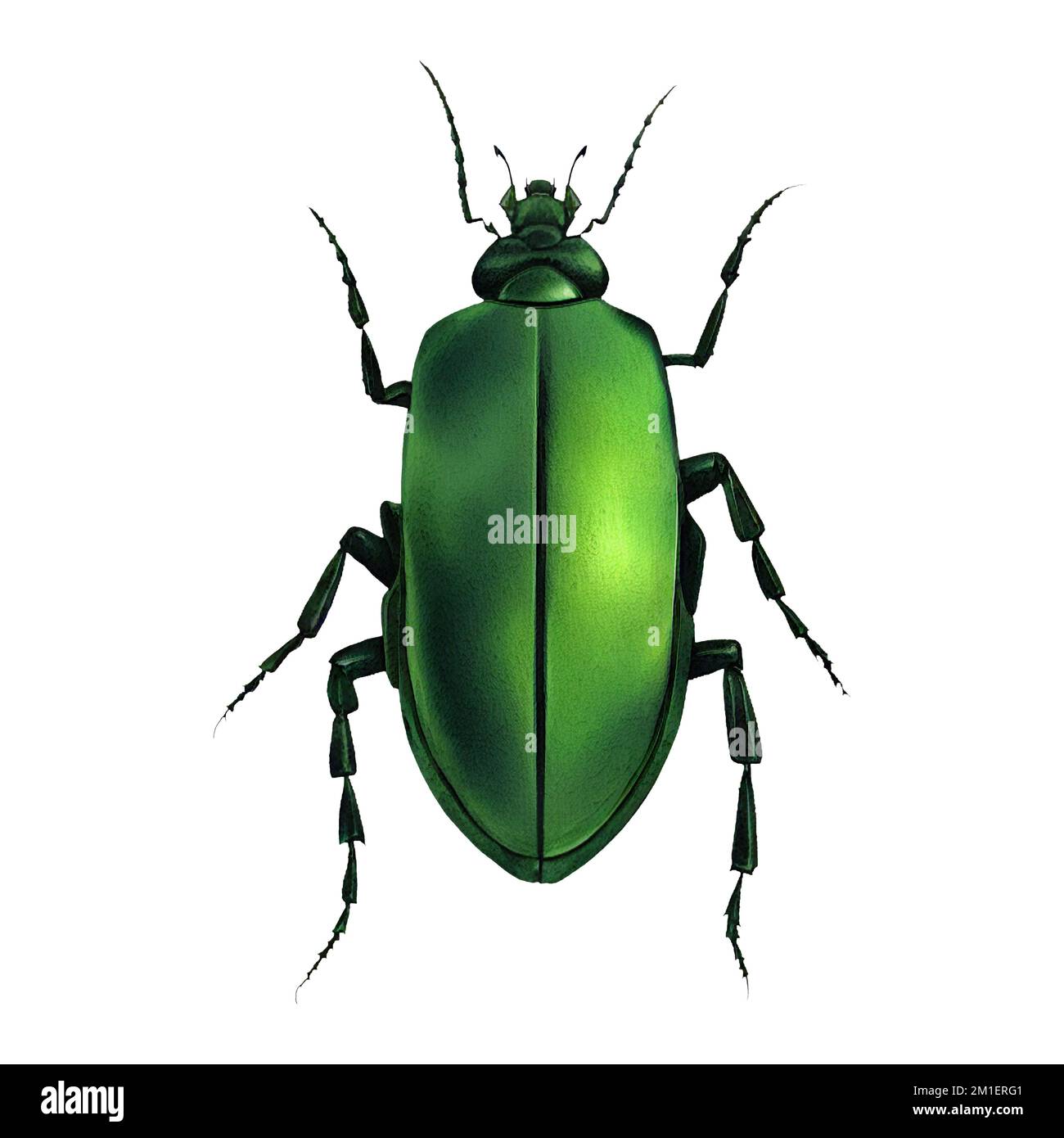 Beetle Insect Arthropod Digital Art By Winters860 Isolated, Background ...