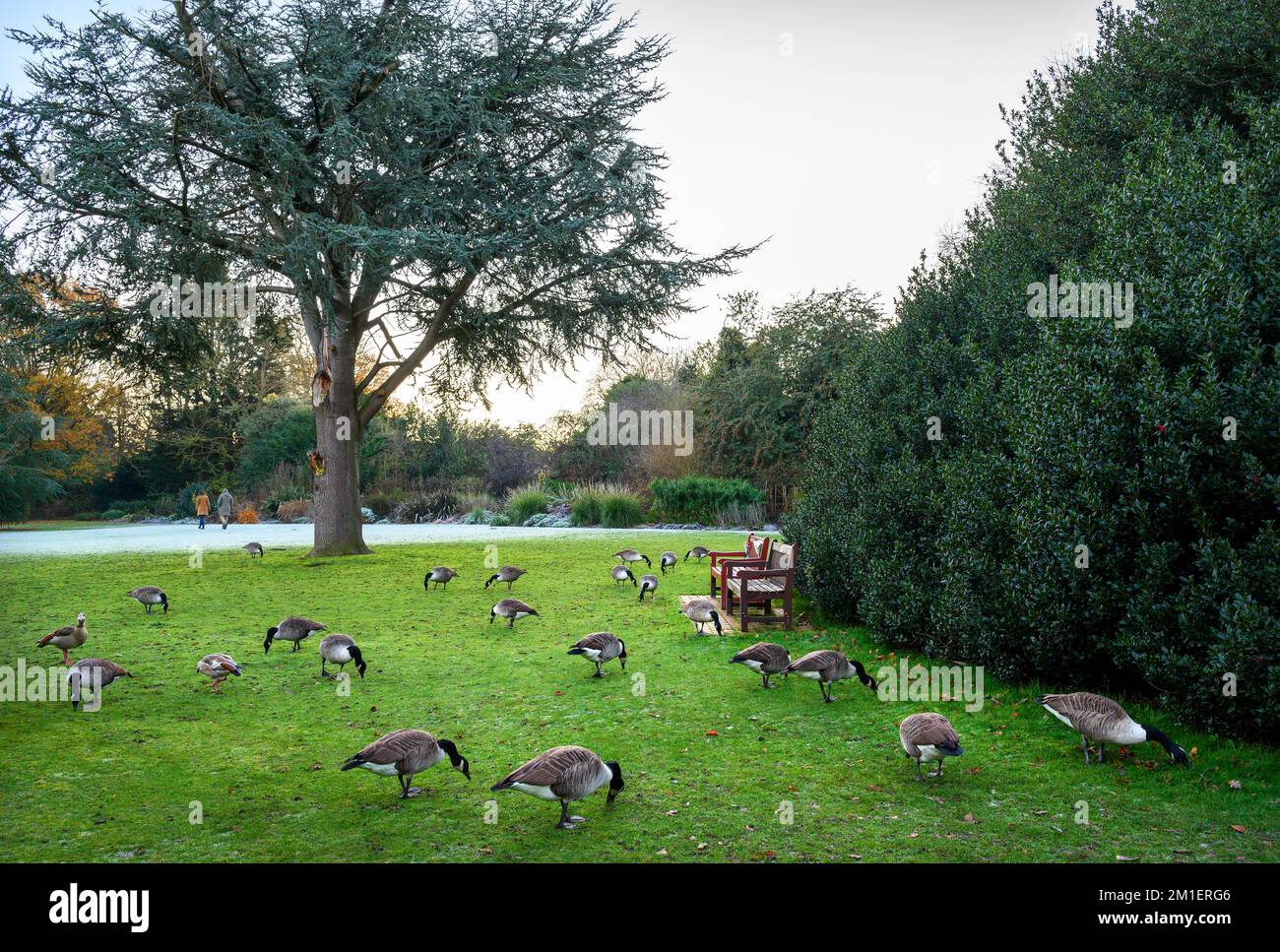 Canada geese in a park in this winter scene. A cold winter's day in ...