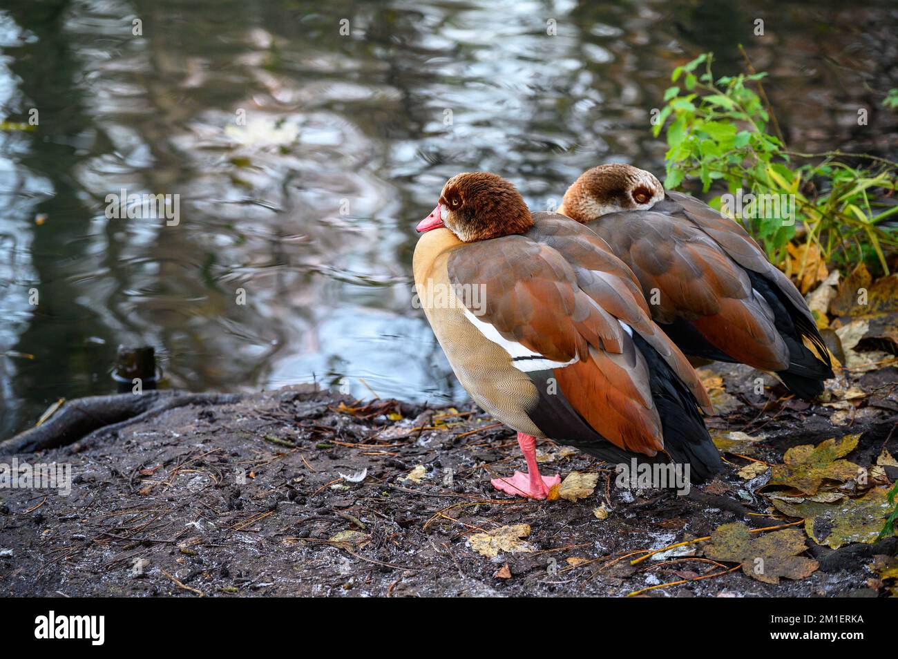 Two Egyptian geese stand by a lake on a cold winter's day. Kelsey Park ...