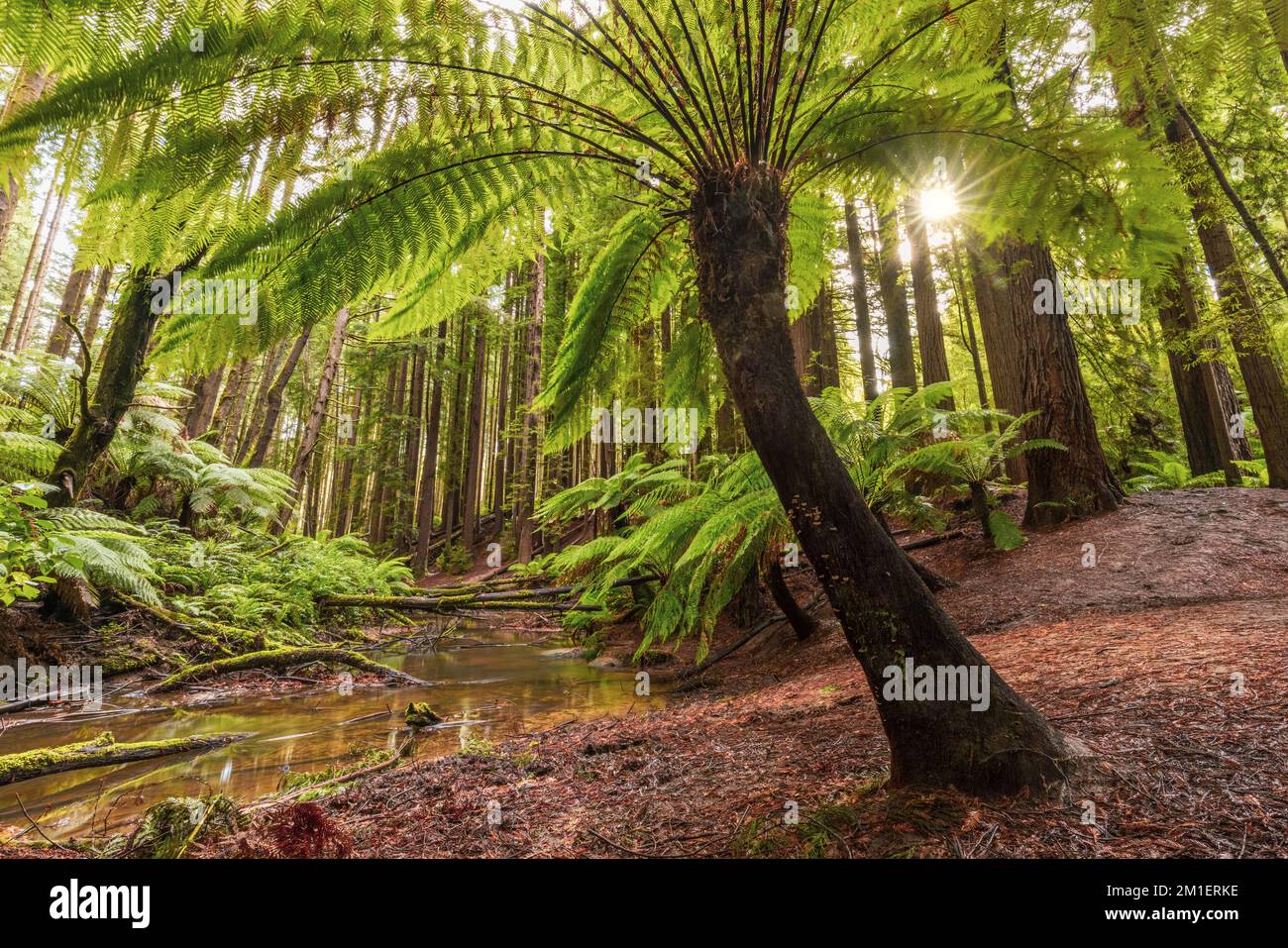 Backlit tree fern alongside a creek and Sequoia Redwood forest in the ...