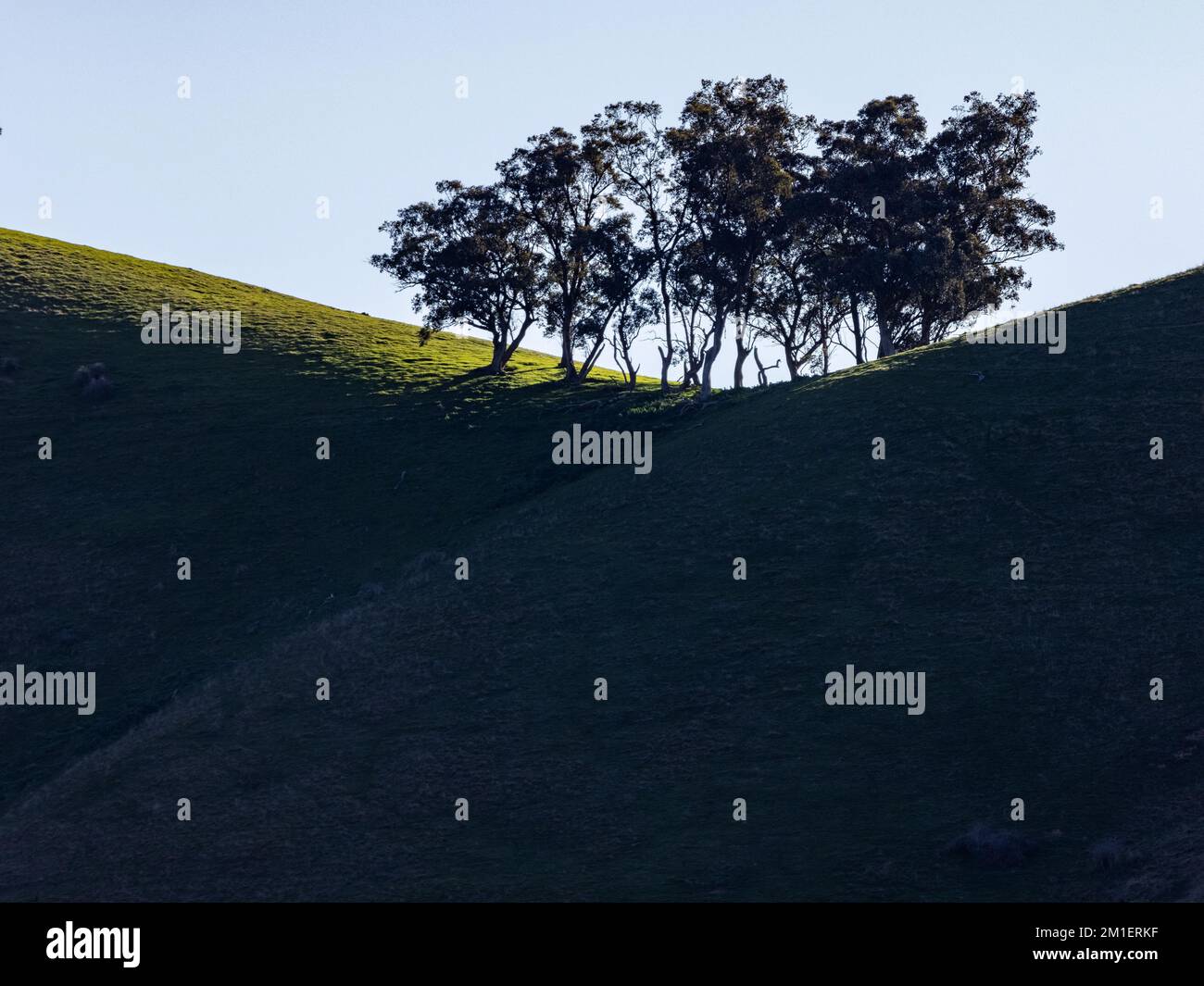 Backlit silhouette trees in the cleft of a green hill ridge line with ...