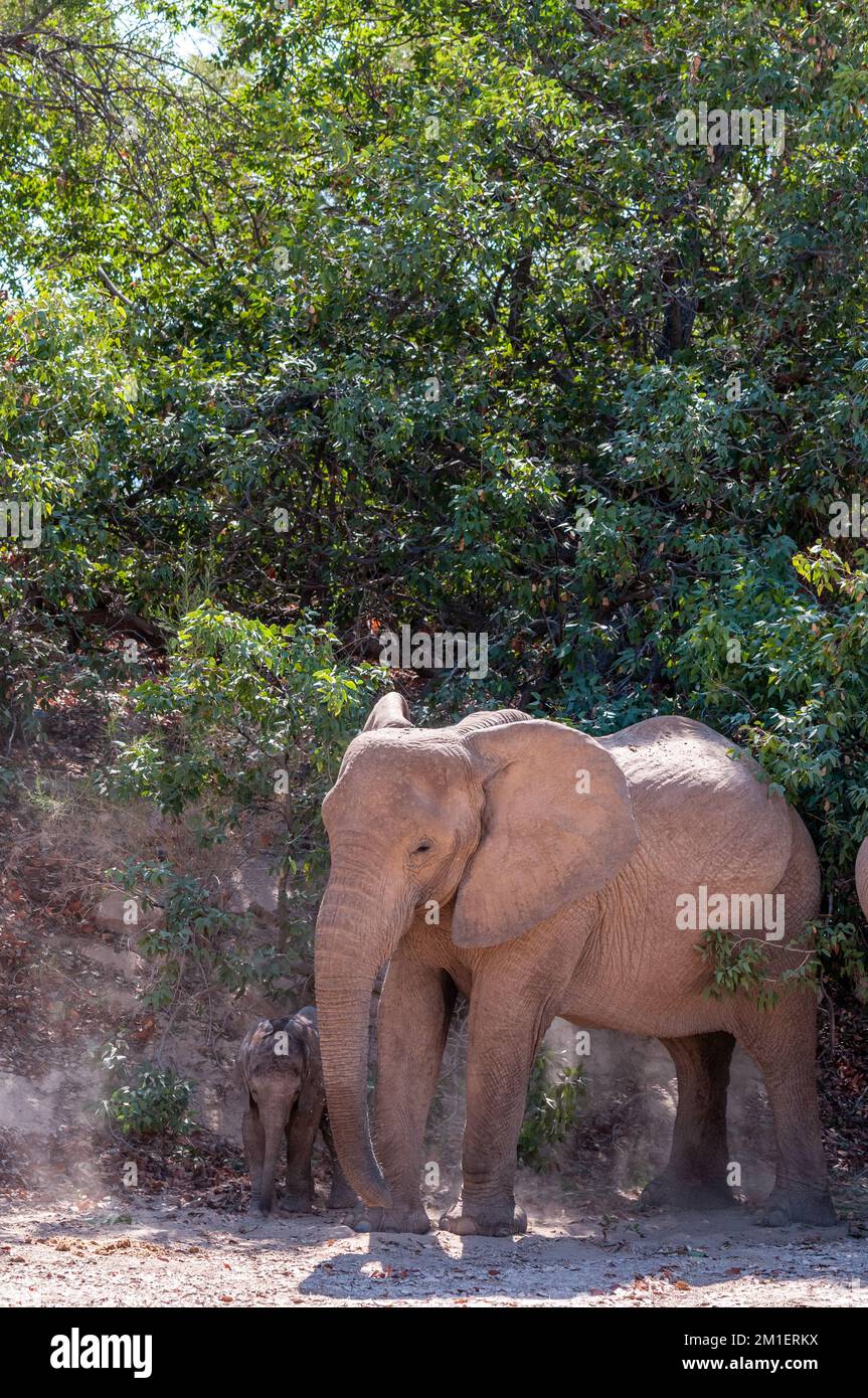 Closeup of an adult African Desert Elephant - Loxodonta Africana- and ...