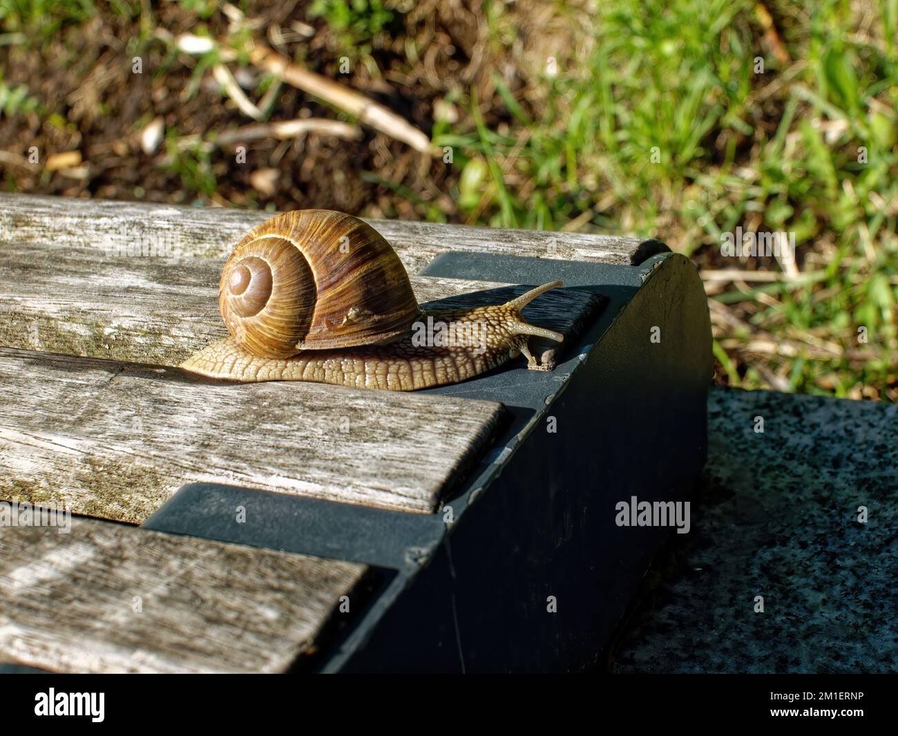 Snail on bench hi-res stock photography and images - Alamy